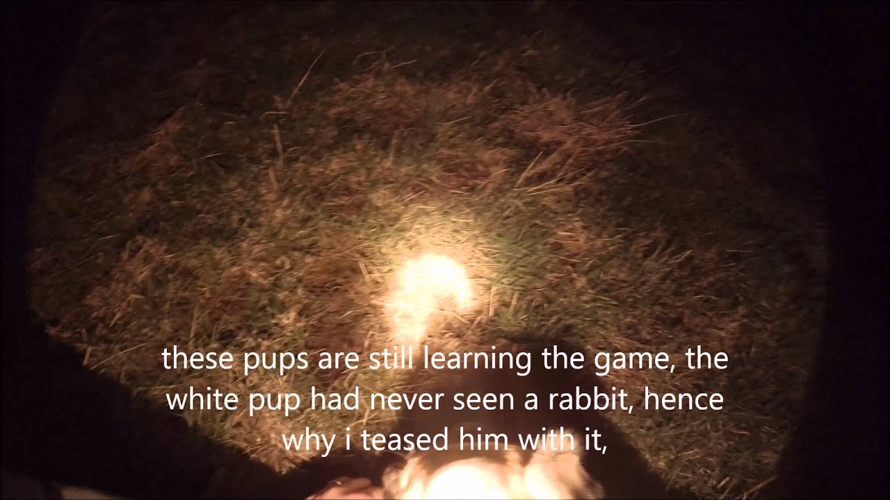 lamping rabbits with saluki grey pups, - YouTube