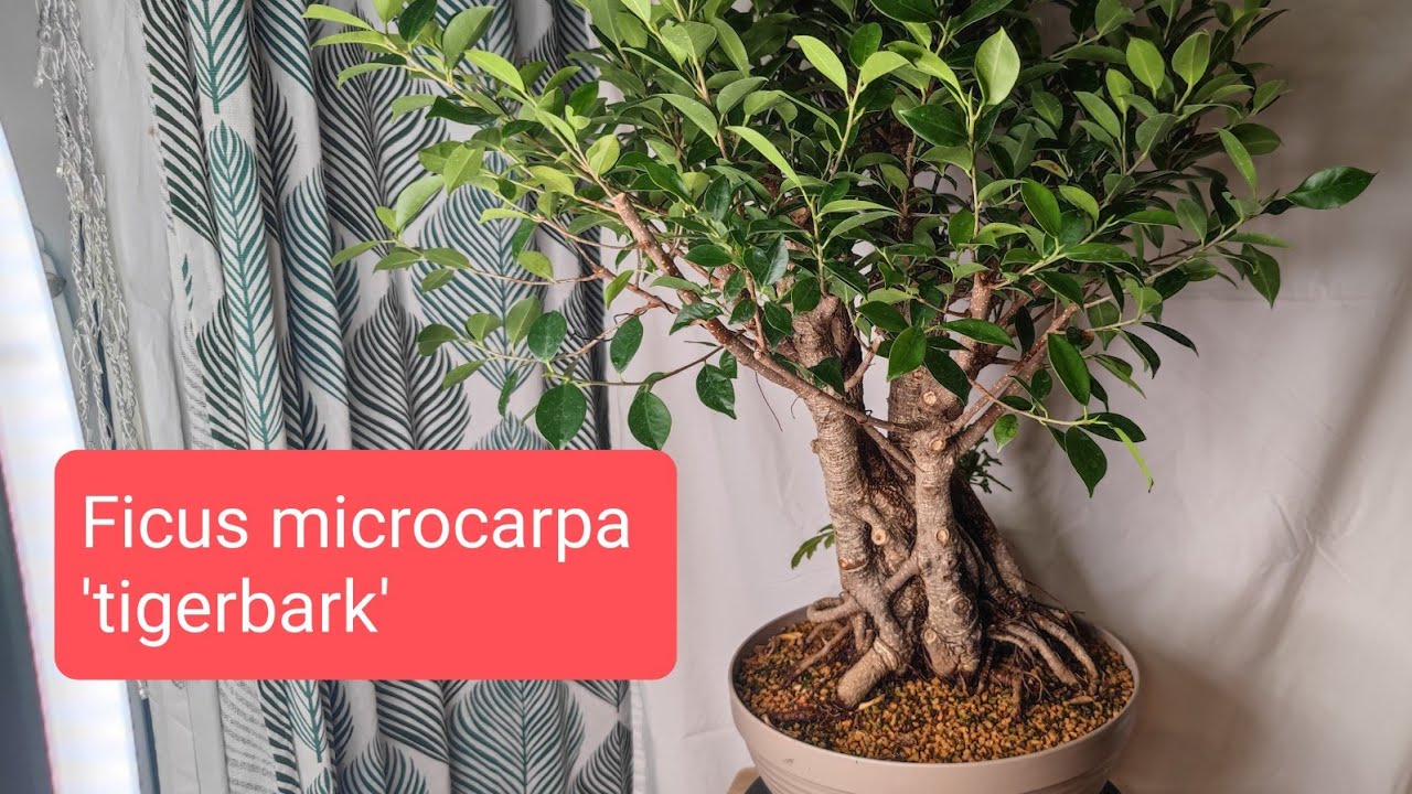 🔴Live Bonsai - Indoor Bonsai Work - Structural Pruning 010624 #bonsai ...