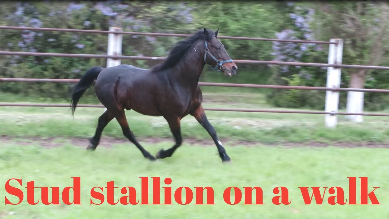 Stud stallion on a walk - YouTube