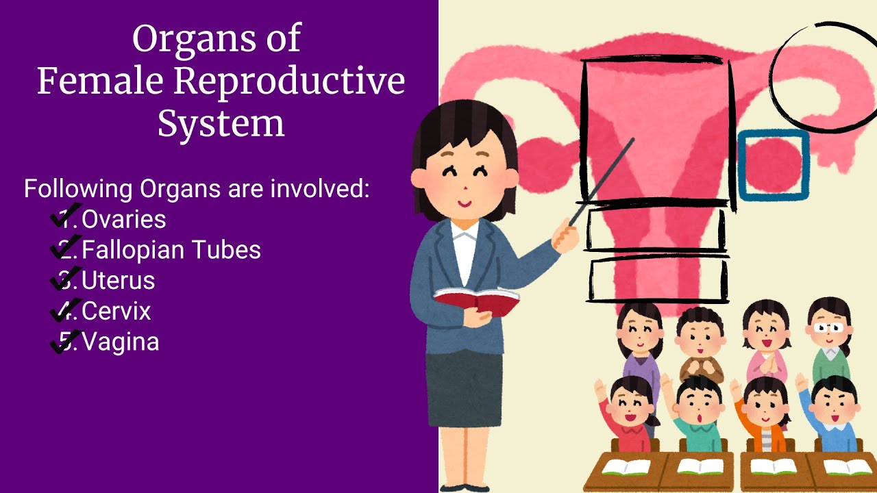 Parts of Female Reproductive System - YouTube