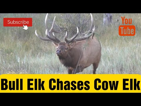 Huge Bull Elk Chases Cow Elk | Elk Rut | Elk Runs At Harem - YouTube