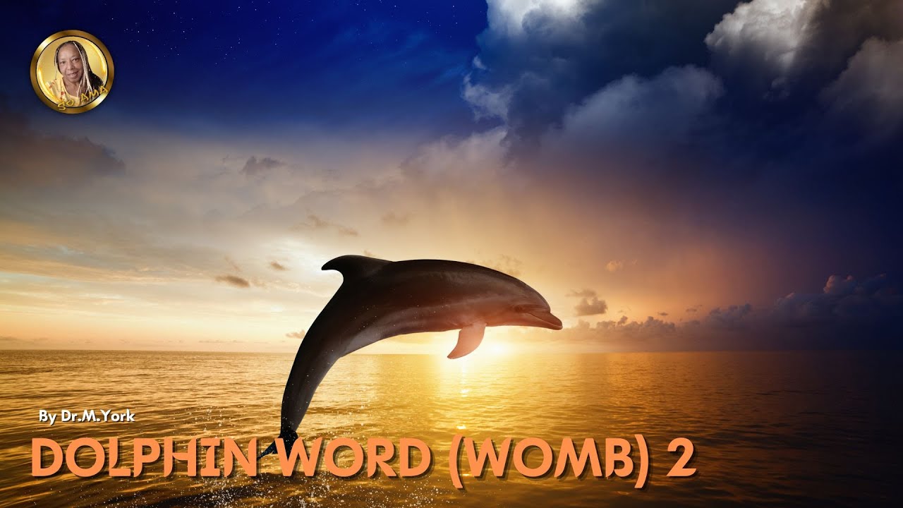 DOLPHIN WORD WOMB 2 🦈 - YouTube