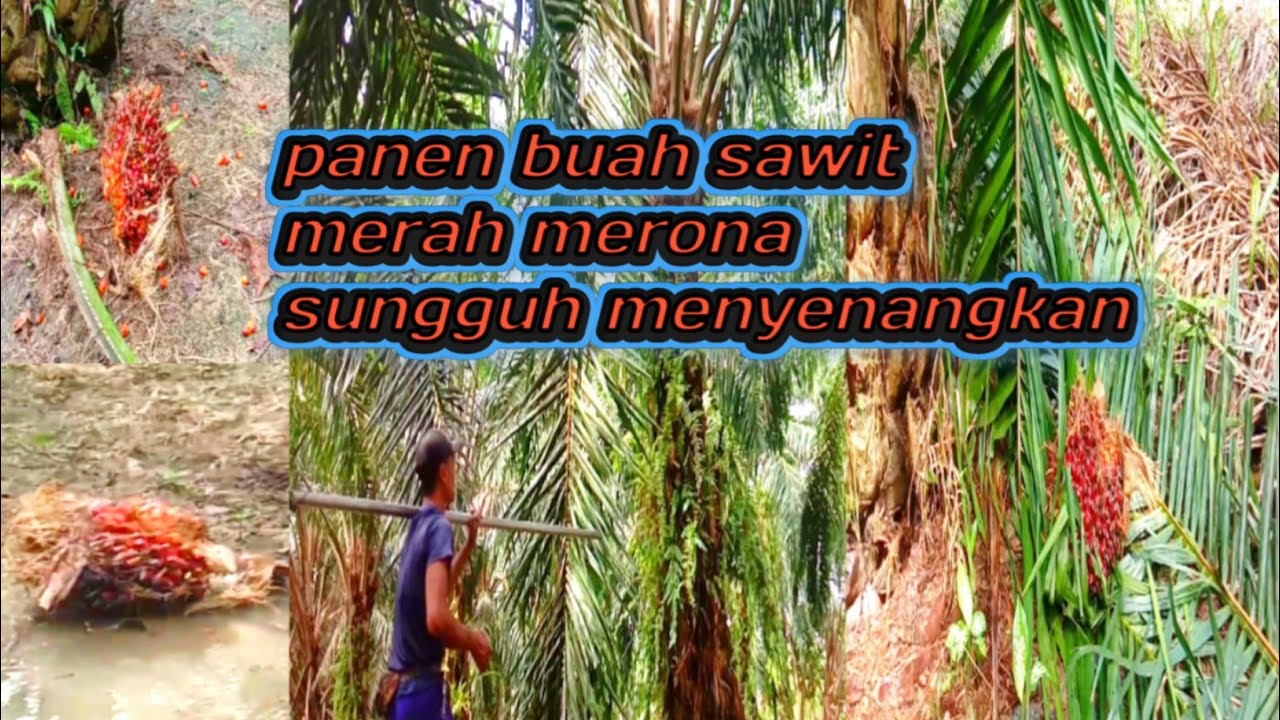 panen sawit pokok rendah || rotasi panen dua minggu sekali - YouTube