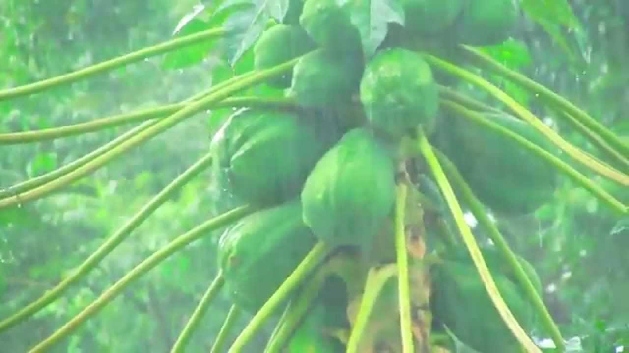 Papayas - Papaya Trees in COSTA RICA - Papaya Flowers - Seeds are ...