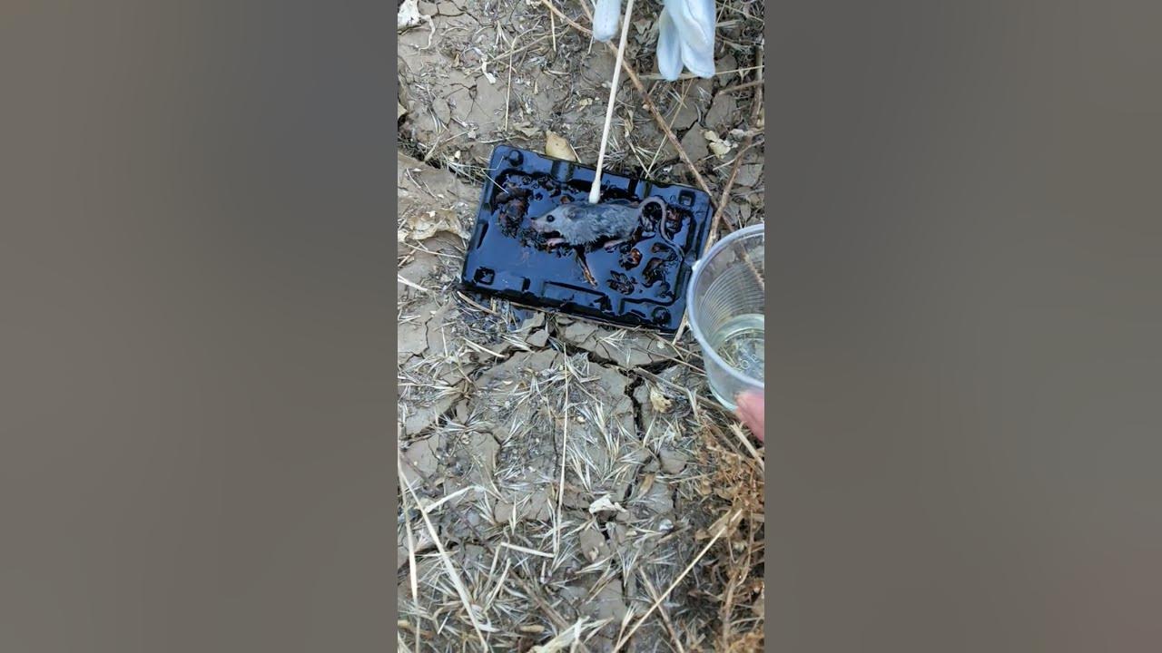 Rescued rat from sticky pad - YouTube