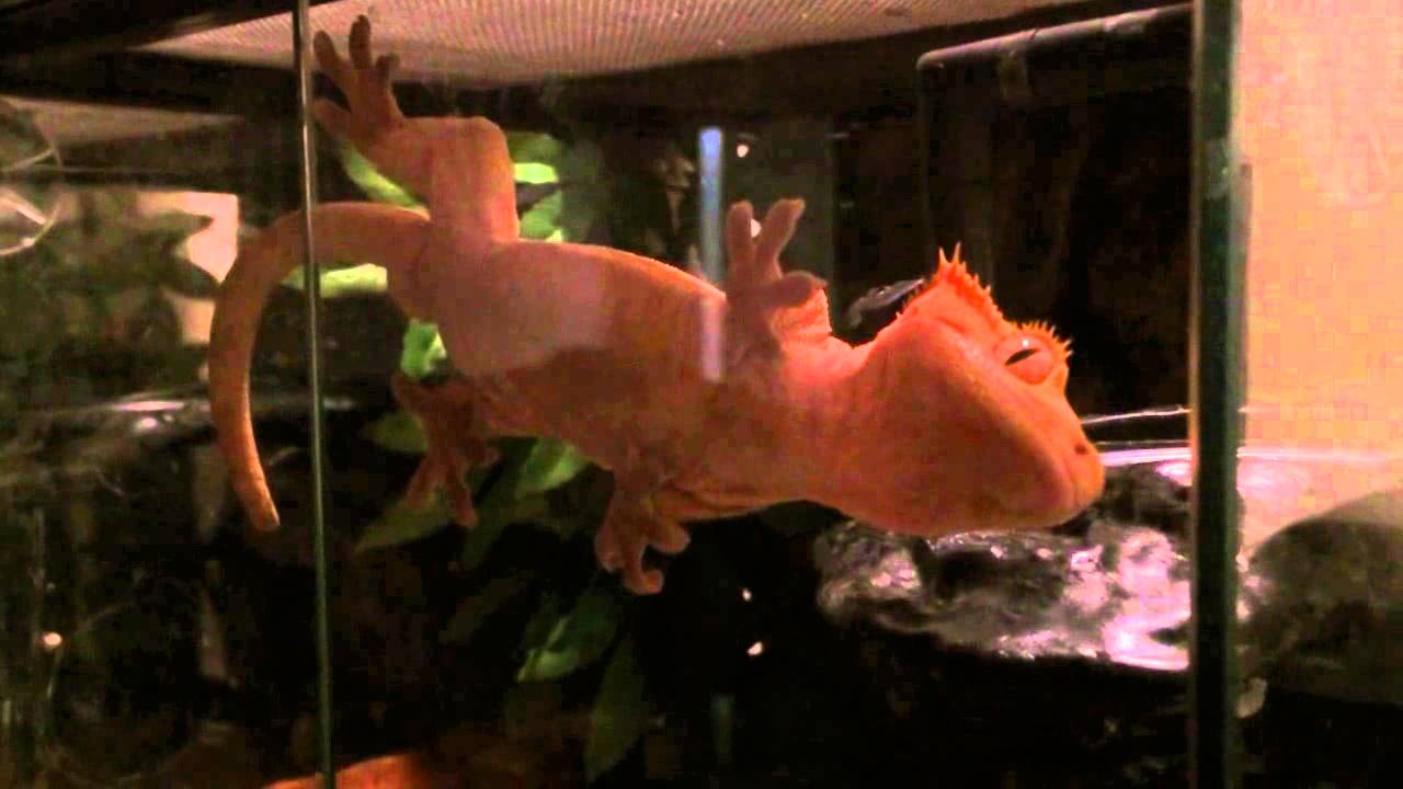 Twigleg 3/9/15 - YouTube