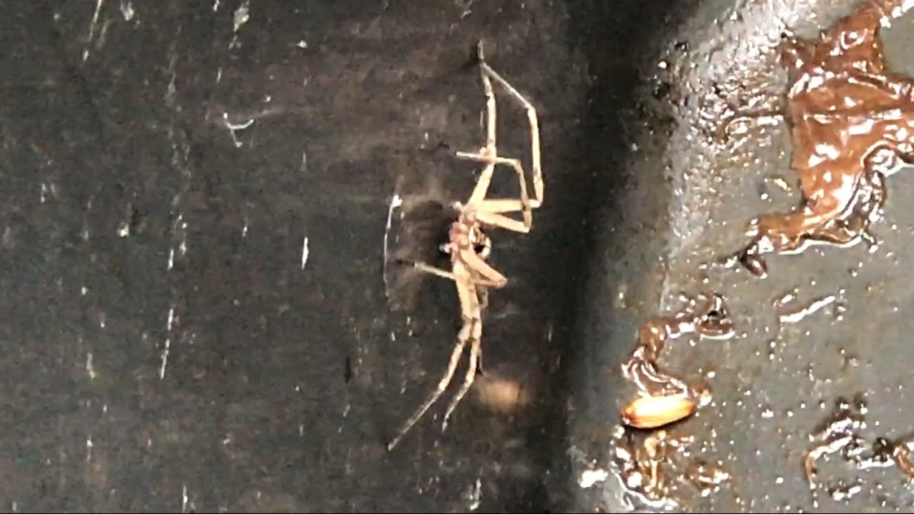 Huge Spider In Hawaii Tries To Attack Woman! - YouTube