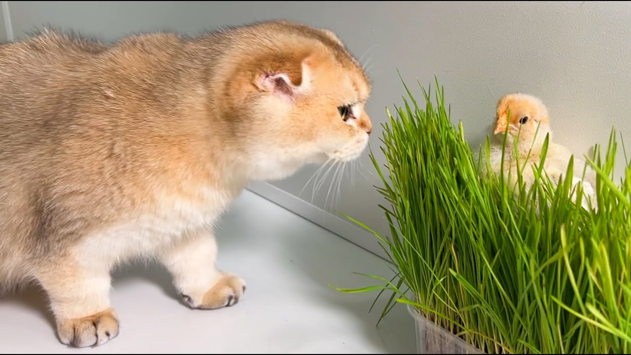 Cats meet tiny chicken - YouTube