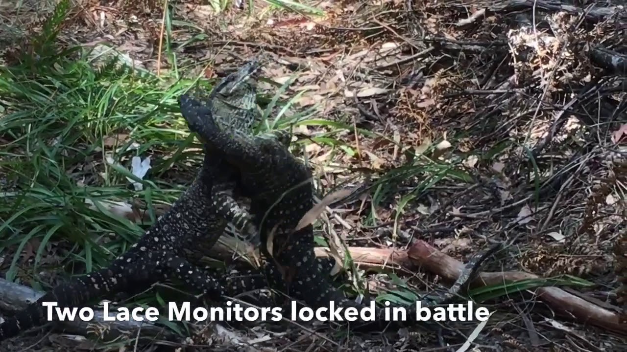 Lace Monitors locked in battle. - YouTube