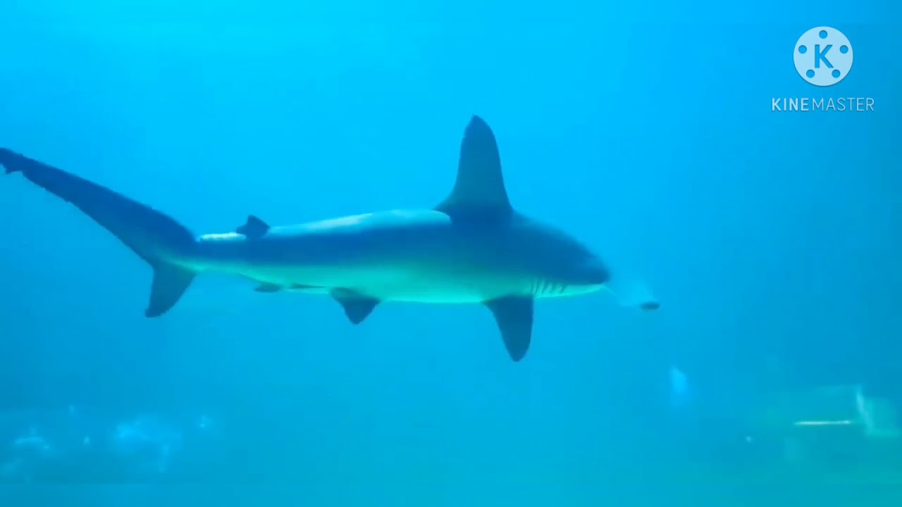 fun with english-KGA#animals that live in the water# - YouTube