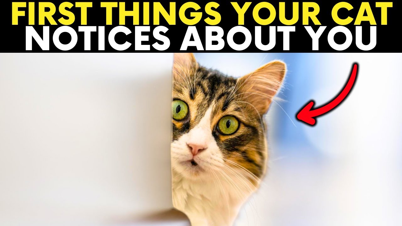 9 Things Your Cat Instantly Notices When You Get Home - YouTube