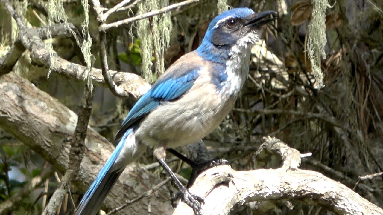 The Scolding Calls of California Scrub Jay - YouTube