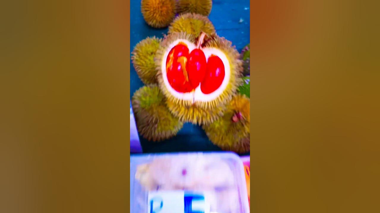 Rare red jungle durians - YouTube