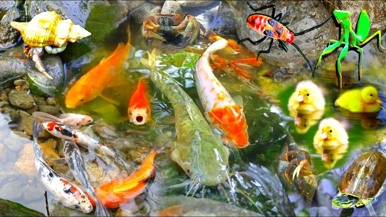 memancing ikan warna,warni, ikan cupang, ikan koki, ikan koi, ikan ...