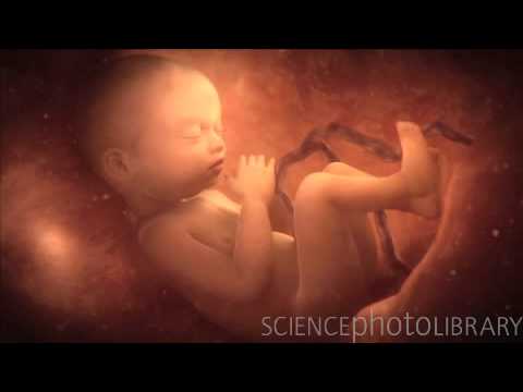 female foetus in the womb animation - YouTube