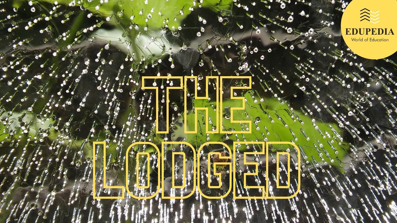 English Poem : "The Lodged" | Poem Recitation - YouTube