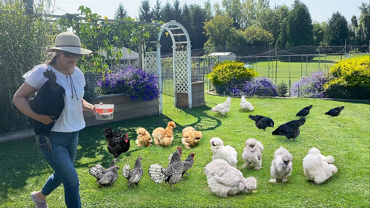 Organic Poultry Raising Strategies: Chicks To Layers | Garden Harvest ...