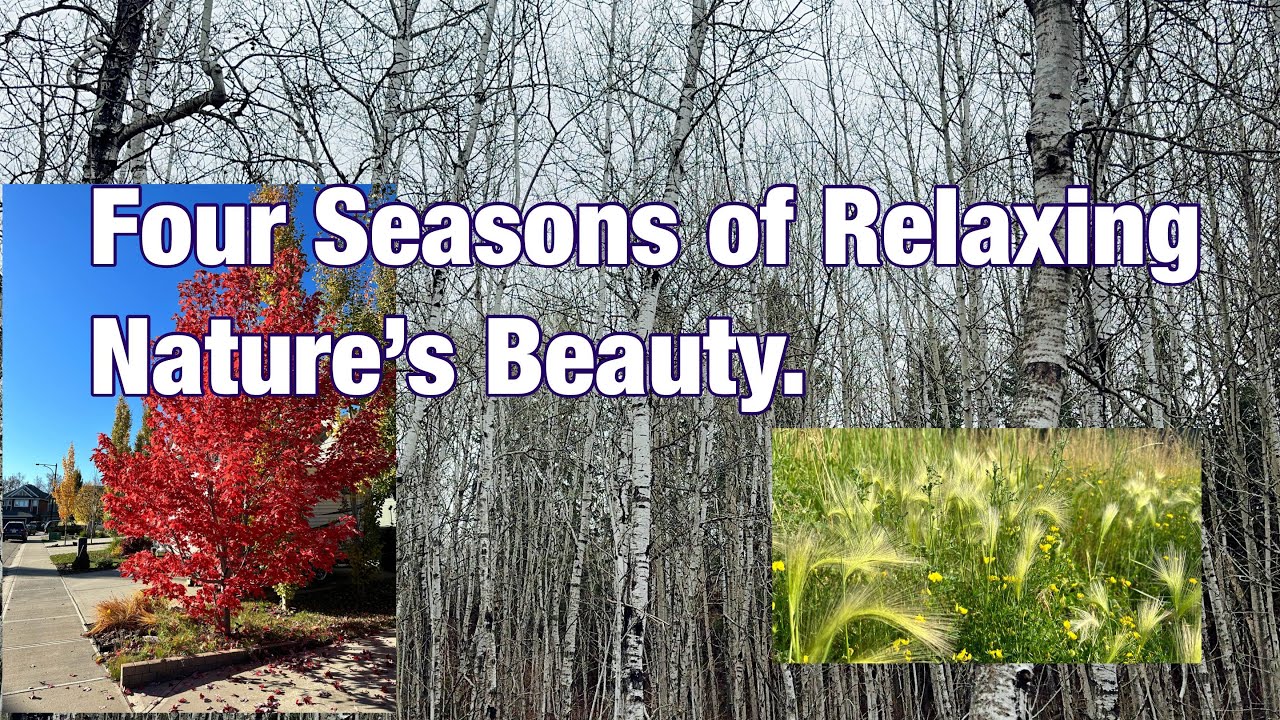 "Nature's Bloom: A Journey Through Four Seasons in Edmonton, Alberta ...