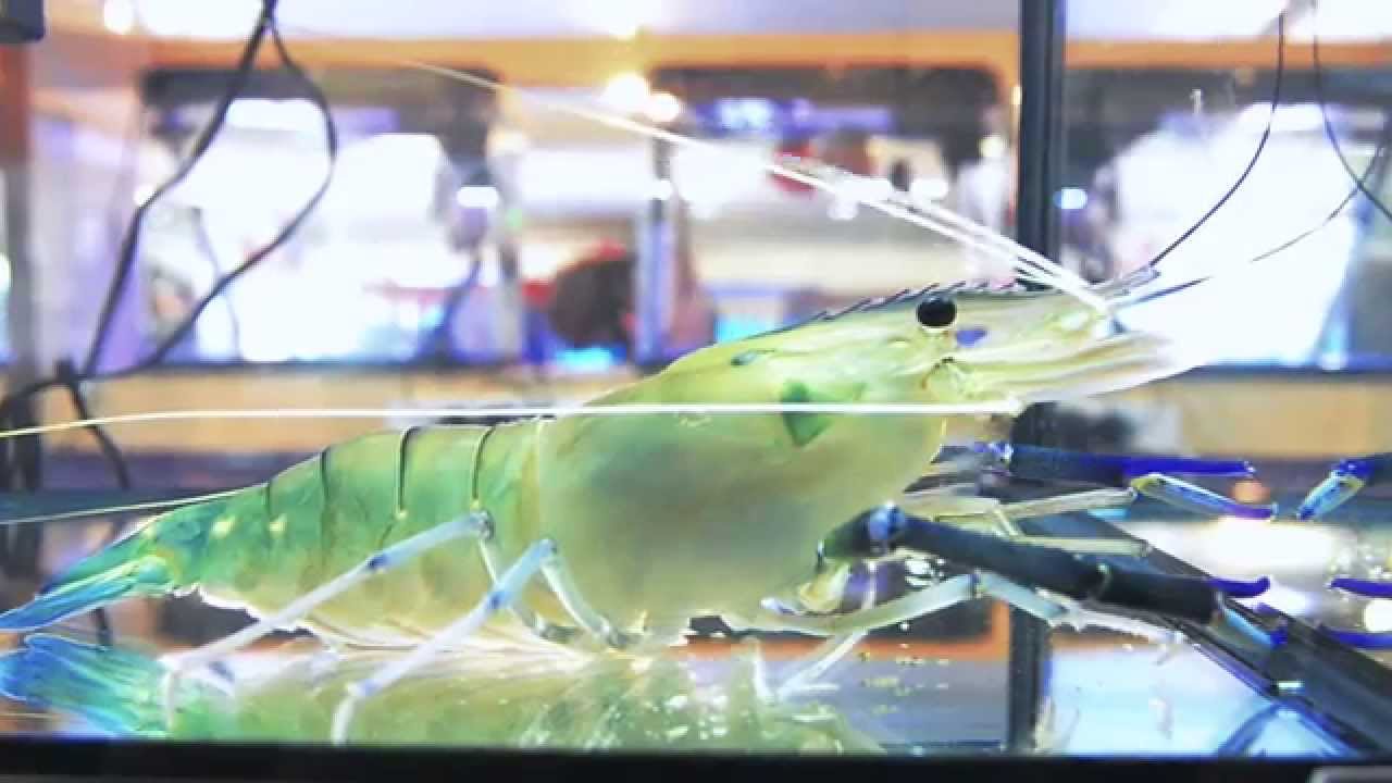Long arm shrimp. - YouTube