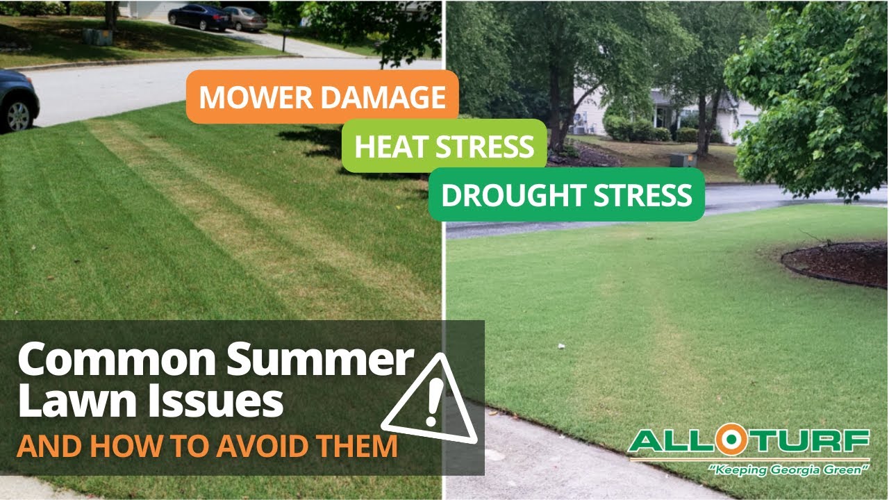 Mower Damage and Heat Stress in your Atlanta Lawn - Our Tips - YouTube