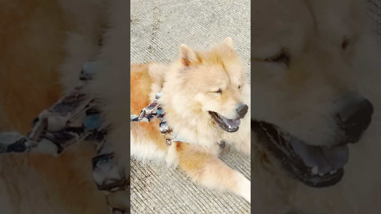 fatal disease on chow chow - YouTube