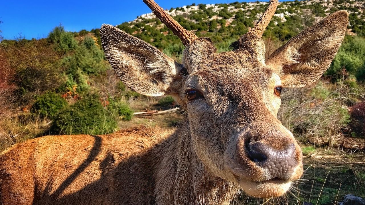 Hiking and Watching Deer in Mount Parnitha National Park, Athens ...