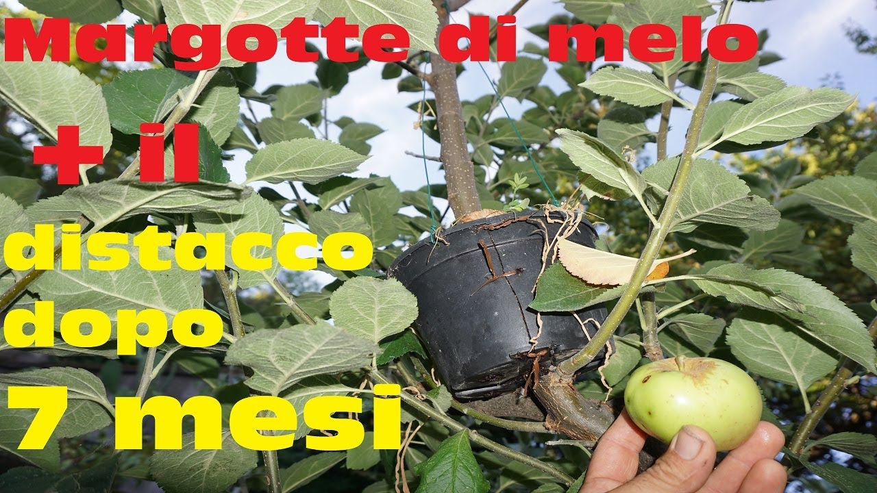 Margotta di melo fino al rinvaso - YouTube