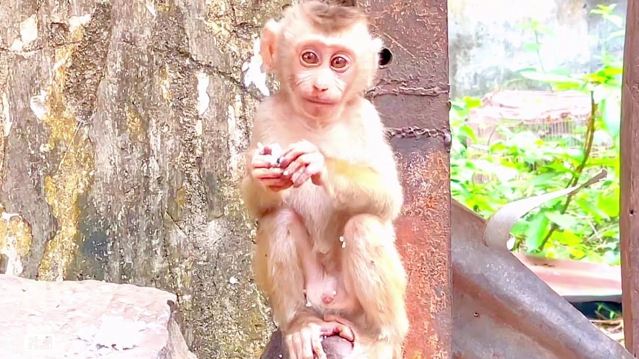 LOVELY ADORABLE MONKEY RAMBO EATING RICE FOR LUNCH. - YouTube