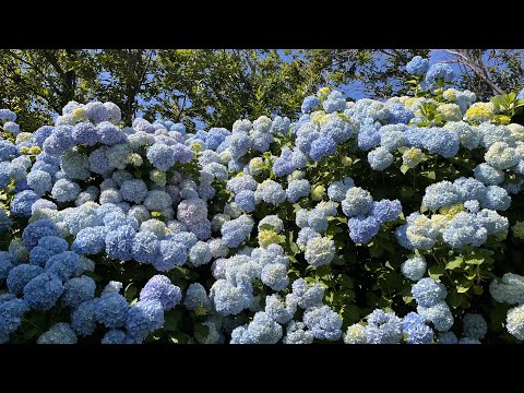 Ortanca Bahçesi - Hydrangea Garden
