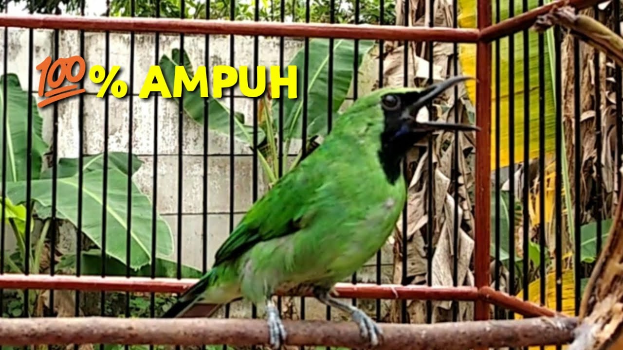 🔥Cucak Ijo Bongkar Full Isian || Masteran dan Pancingan Jitu Cak Ijo ...