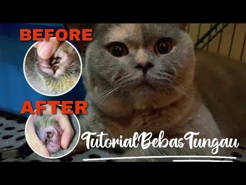 Cara Membersihkan Kutu Telinga / Tungau Telinga Pada Kucing - YouTube