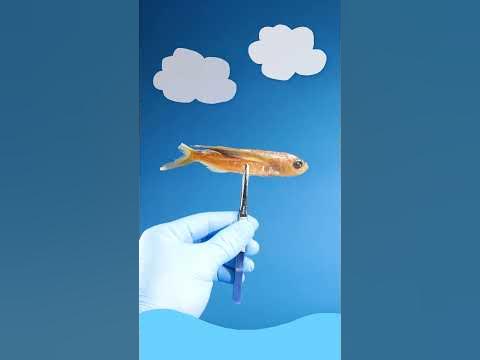 How do flying fish fly? - YouTube