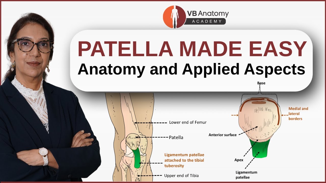 Patella – Anatomy, Attachments, Functions & Clinical Correlations - YouTube