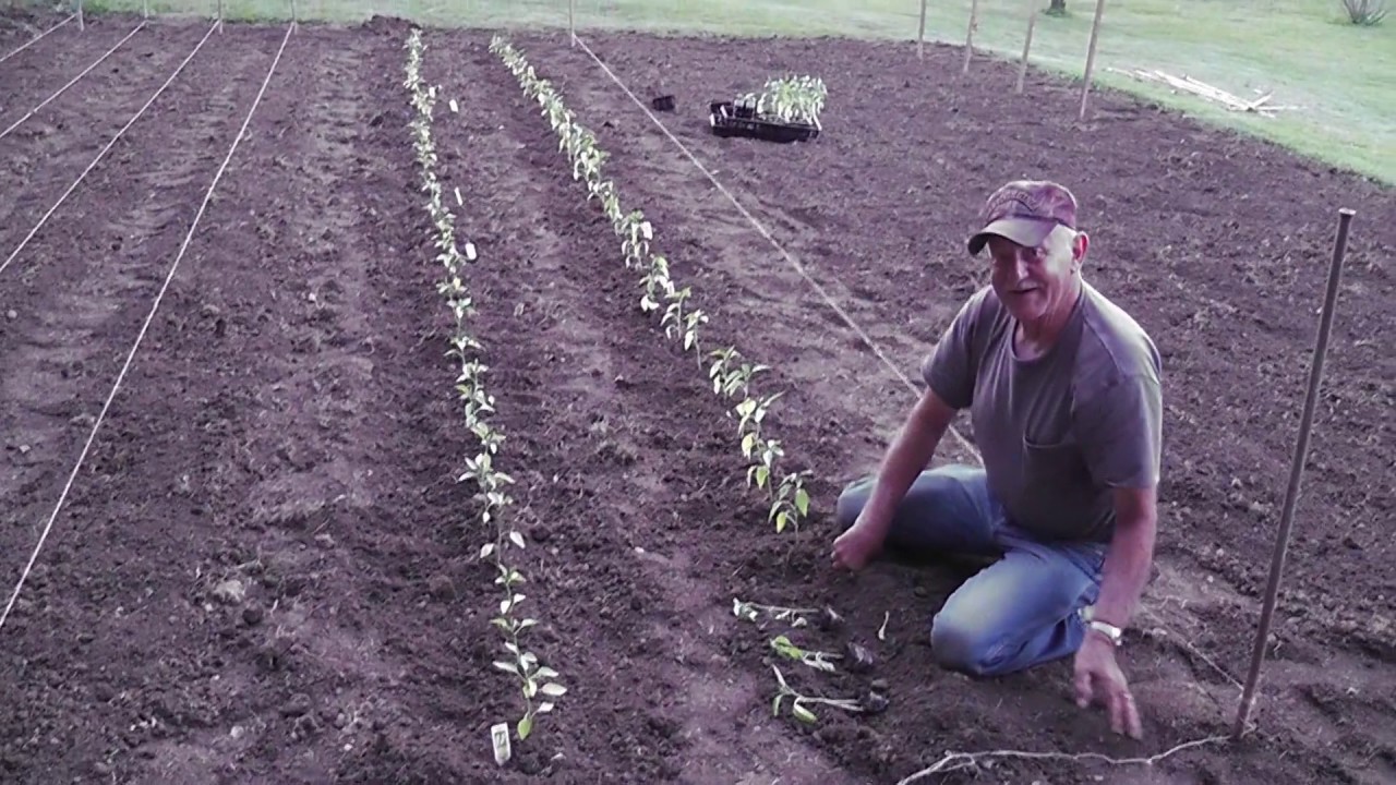 Gardening With Mad Papa And The Mad Nomadder - YouTube