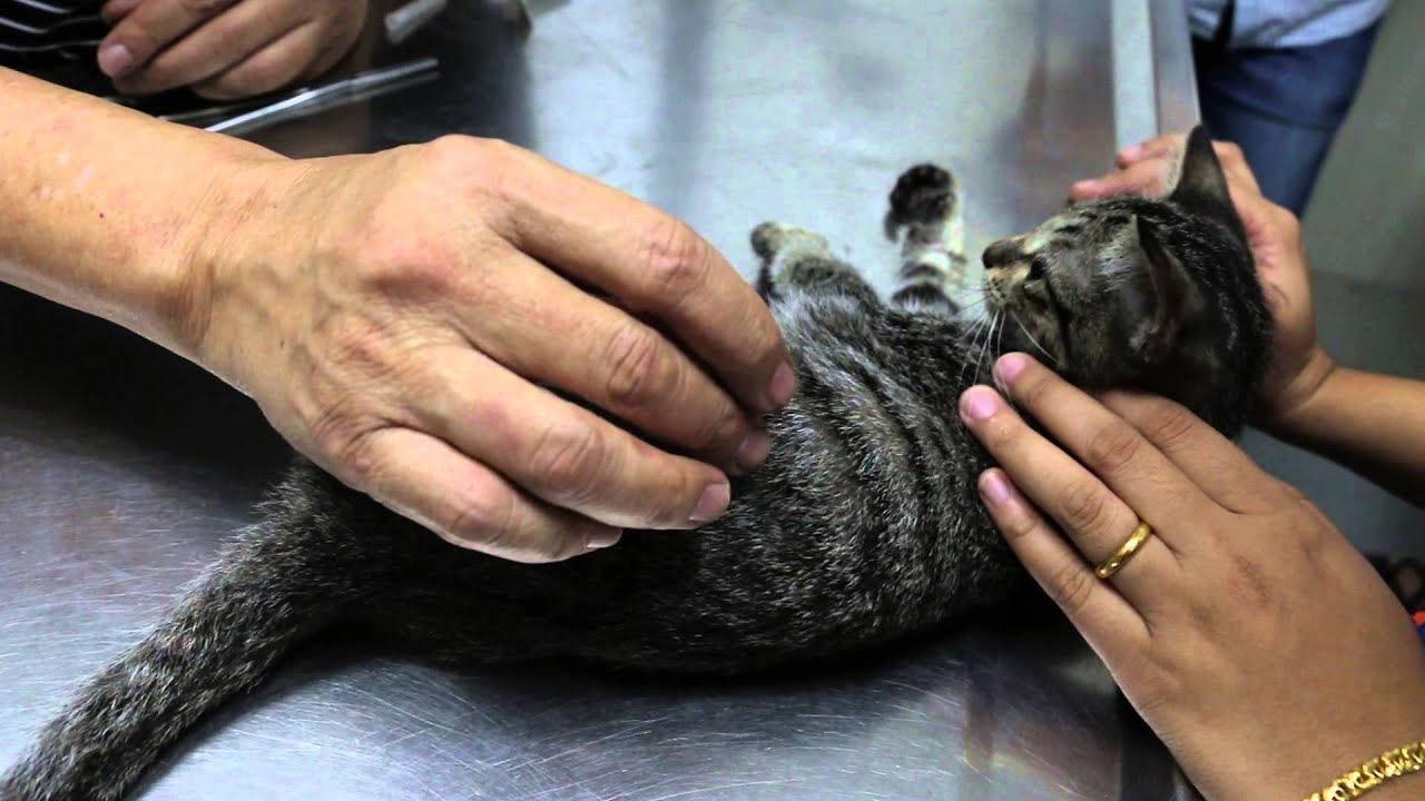 A stray kitten is paralysed Pt 1 - YouTube