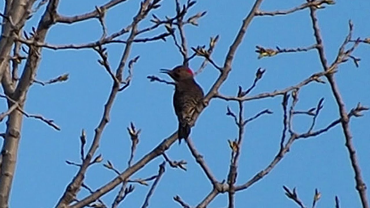 Northern Flicker Woodpecker Call - Bird Calls and Sounds - YouTube