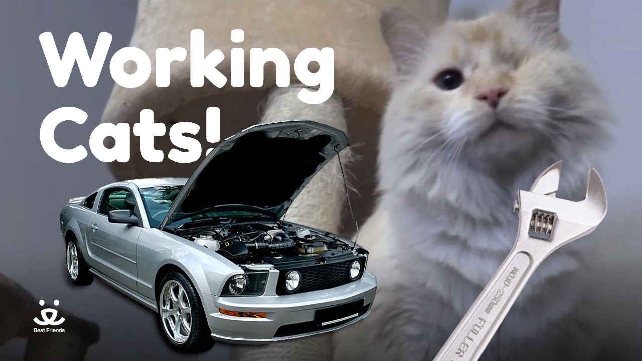Working Cats | Two cats keep this auto shop in top notch shape - YouTube