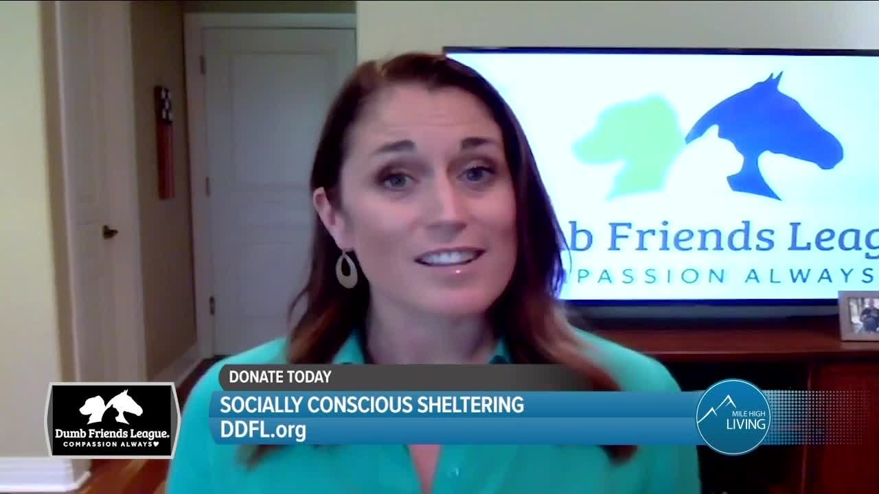 Dumb Friends League // Help Pets In Need // DDFL.org - YouTube