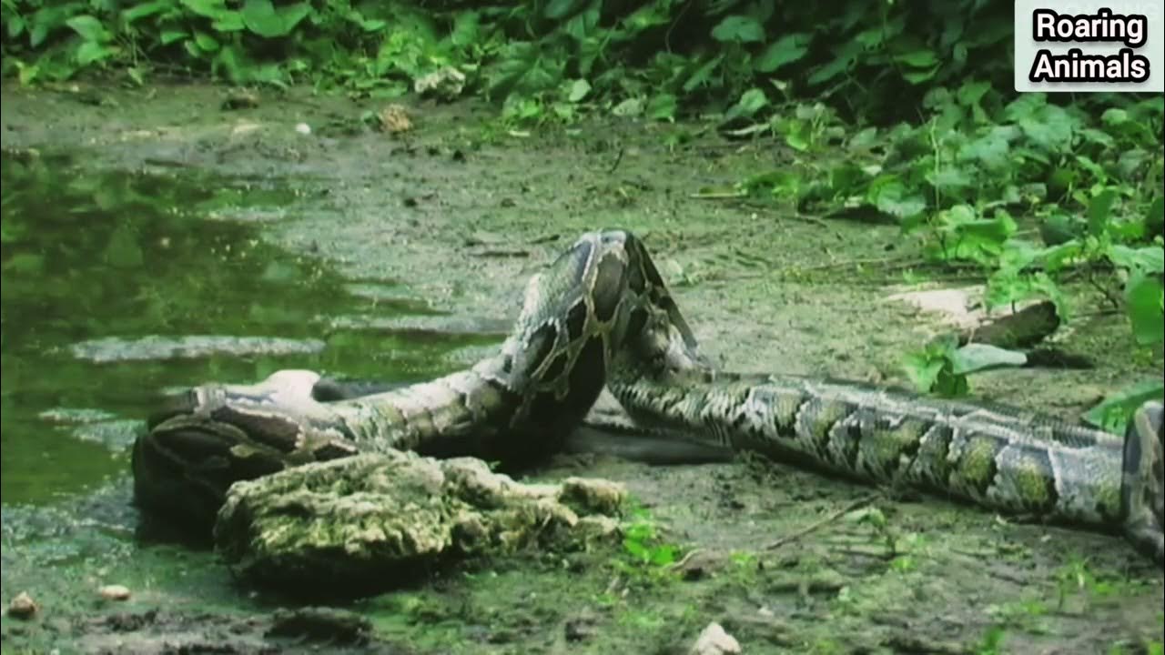 Python Swallows Alligator @Roaring Animals - YouTube