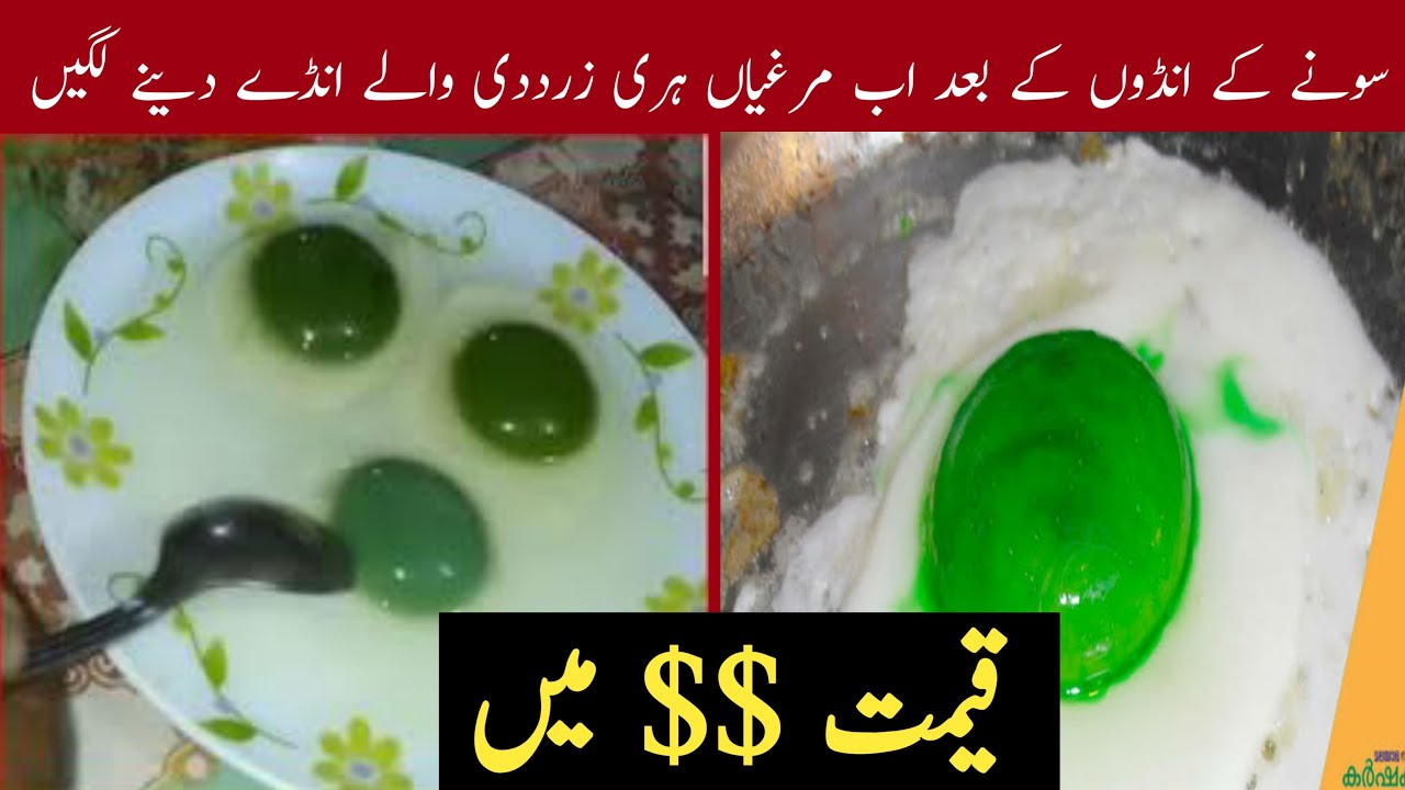 The green yolk of the chicken eggs also surprised the experts | Usman ...