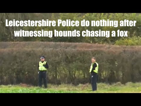 Fox hunted in front of Leicestershire Police - YouTube
