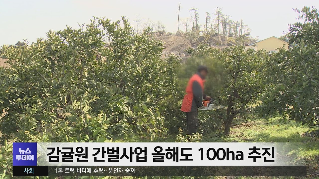감귤원 간벌사업 올해도 100ha 추진 - YouTube