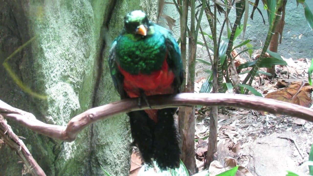 The Golden Headed Quetzal: A Rare Beauty At The Bronx Zoo - YouTube