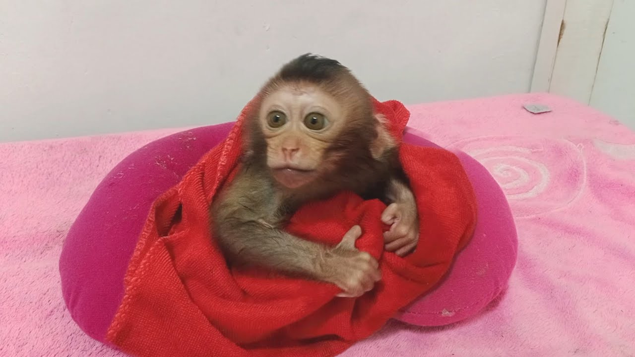 how cute .. baby monkey LiLi make a cute gesture .. - YouTube