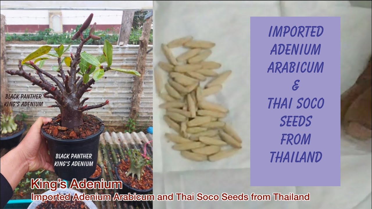 Imported Adenium Arabicum and Thai Soco Seeds from Thailand | King’s ...