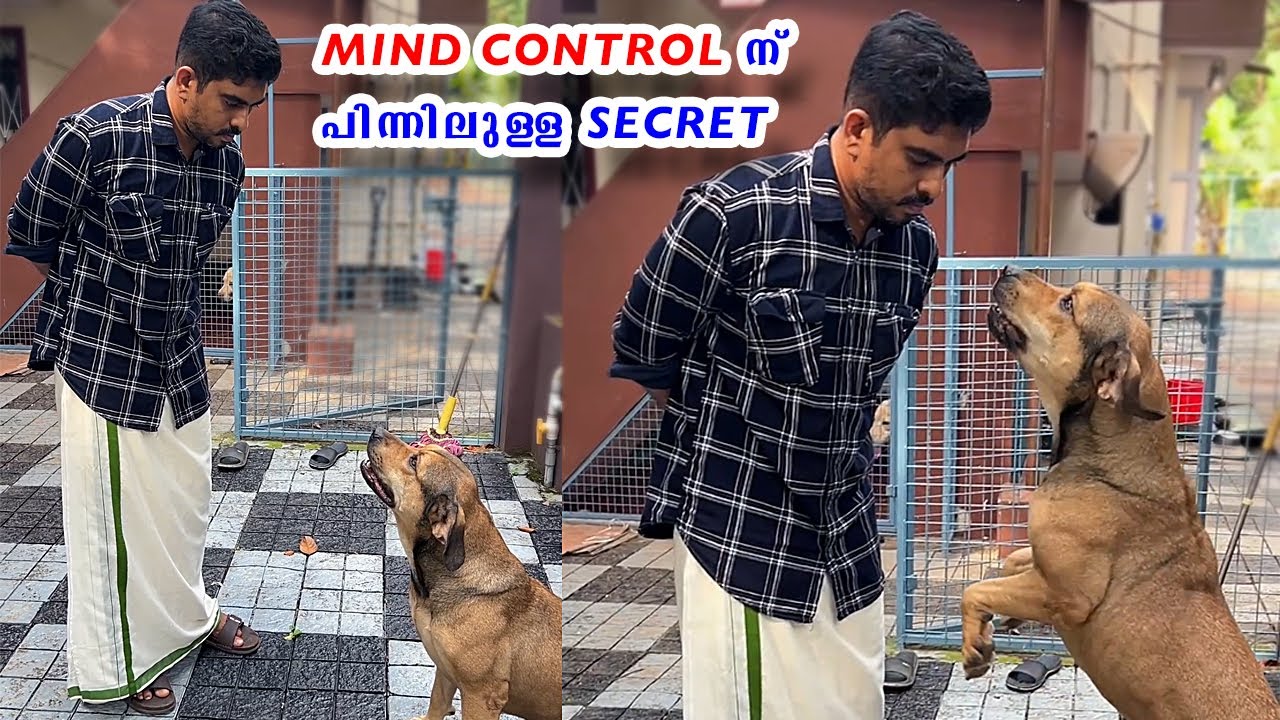 MIND CONTROL ന് പിന്നിലുള്ള രഹസ്യം അറിയണോ?😜Dog Mind control secret Revealed - YouTube