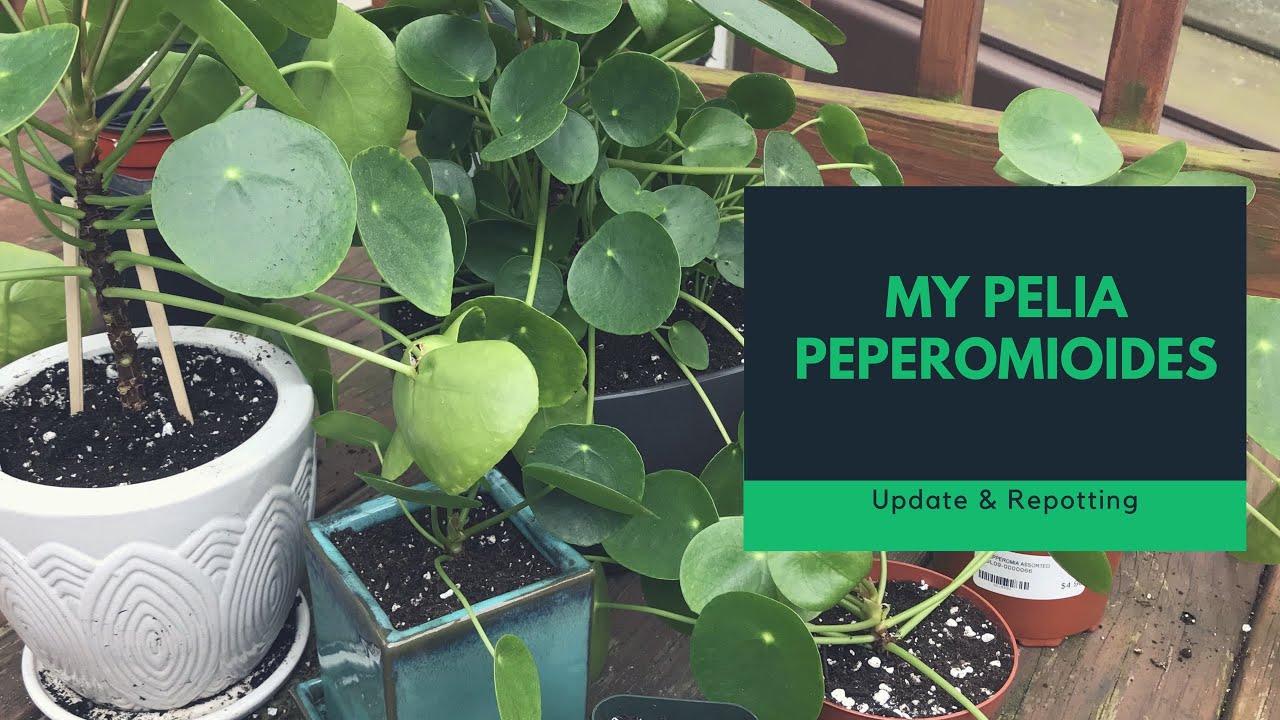 My Pelia Peperomioides (Chinese Money Plant) Update and Repotting ...