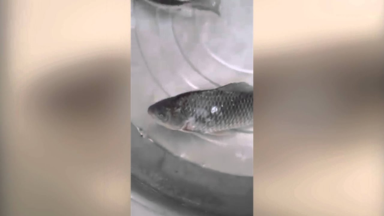 Frozen Fish Got Alive!! Unbelievable!! @.@ ¡Pescado Congelado consiguió ...