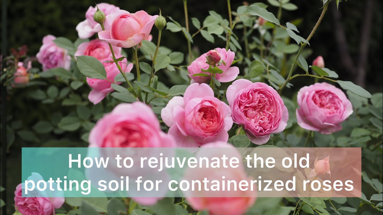 How to rejuvenate your old potting soil for your roses in containers ...