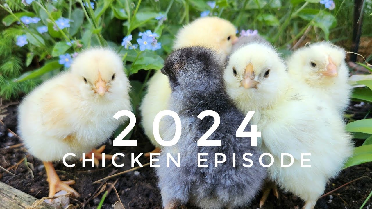 Chicken Episode June 2024! - YouTube
